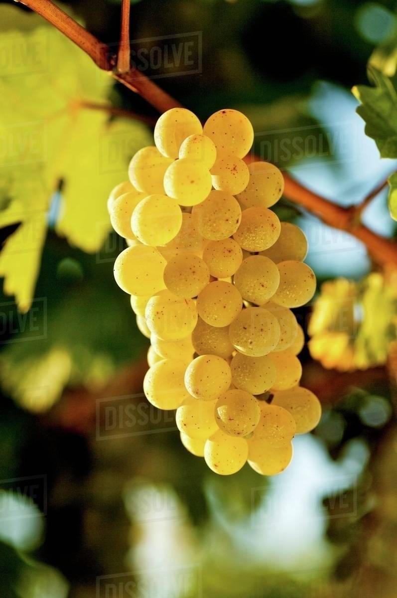 Ripe white wine grapes on vine (Gruner Veltliner, Lower Austria ...