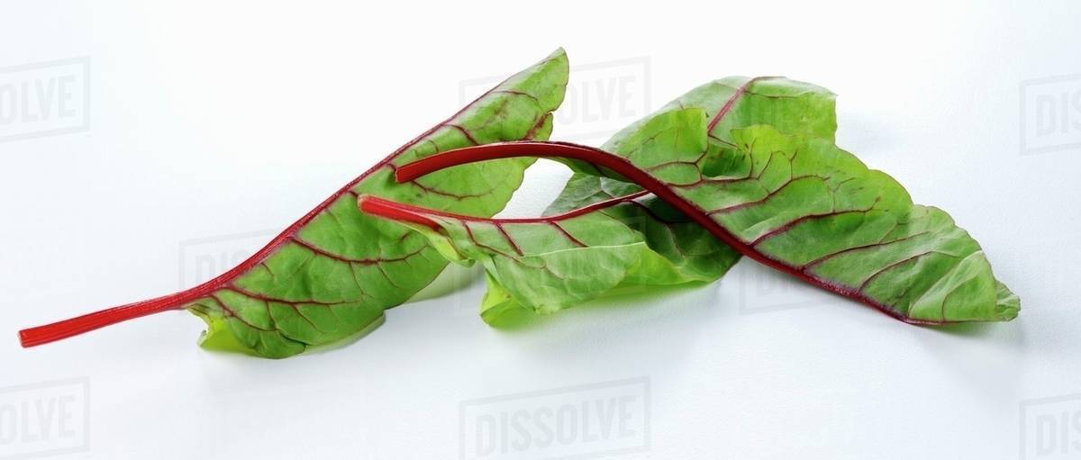 Beetroot leaves - Royalty-free Stock Photo | Dissolve