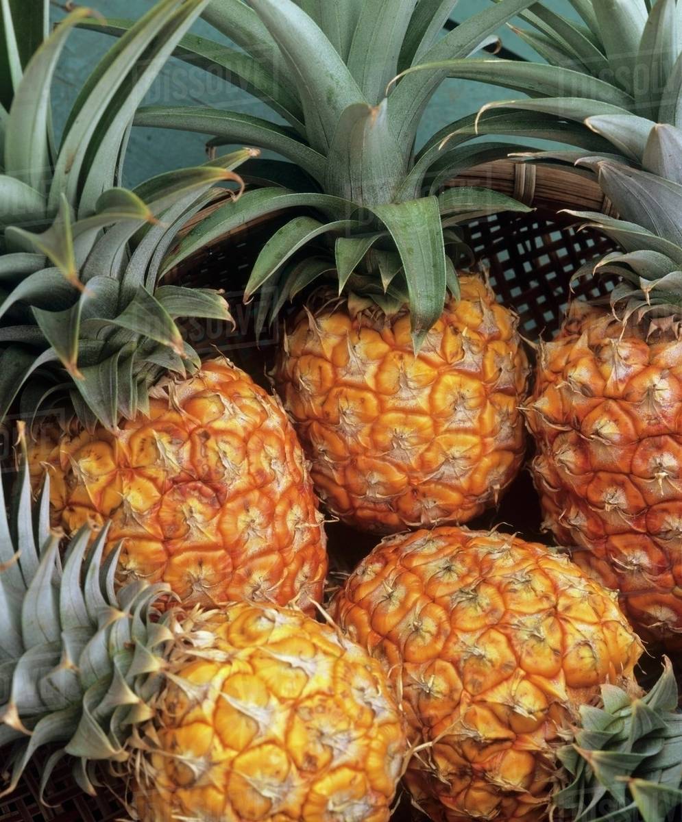 Five whole pineapples - Royalty-free Stock Photo | Dissolve