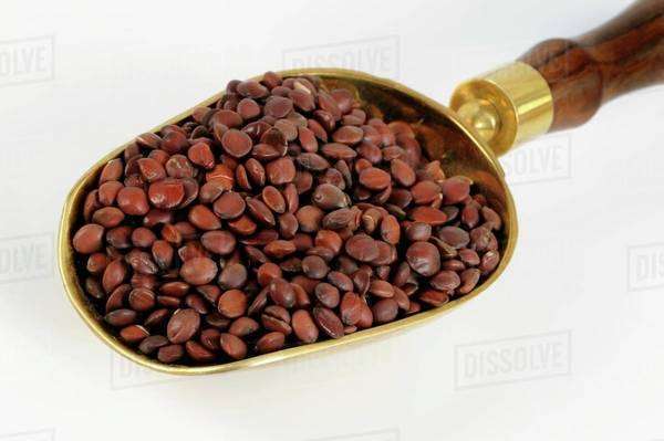 Jujube seeds (Ziziphus spinosa) in a scoop - Stock Photo - Dissolve