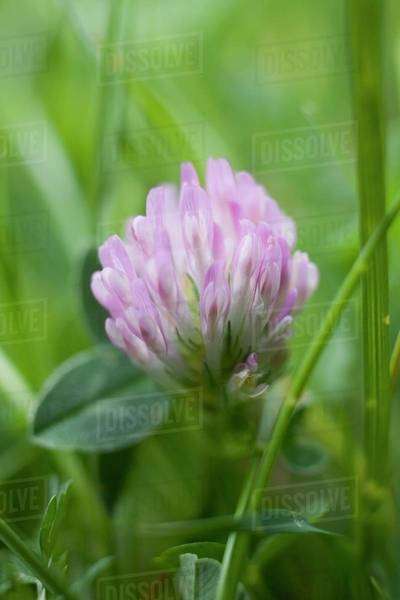 Clover flower (close-up) - Stock Photo - Dissolve