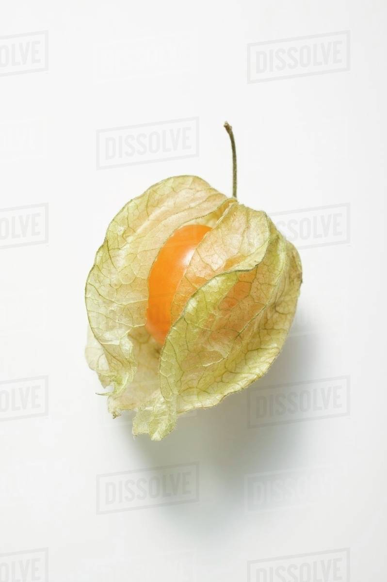 Physalis with husk - Royalty-free Stock Photo | Dissolve