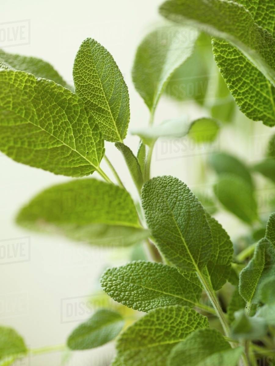 Fresh Sage - Royalty-free Stock Photo | Dissolve