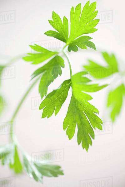 Fresh parsley - Royalty-free Stock Photo | Dissolve