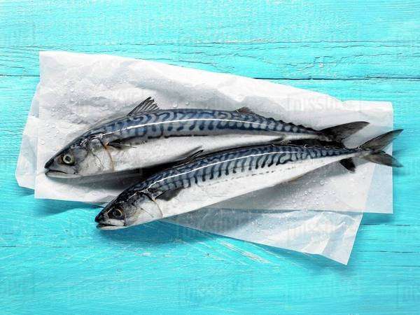 Two mackerel on paper on blue painted wooden background - Stock Photo ...
