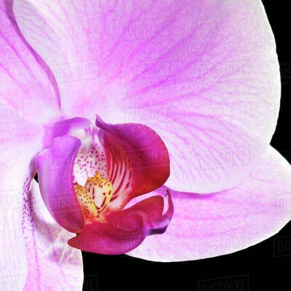 Orchid (close-up) - Royalty-free Stock Photo | Dissolve