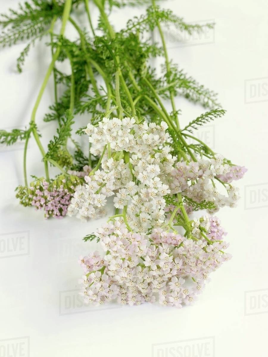 Fresh yarrow with flowers - Royalty-free Stock Photo | Dissolve