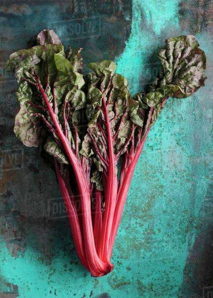 Red-stemmed chard on a coloured surface - Royalty-free Stock Photo ...