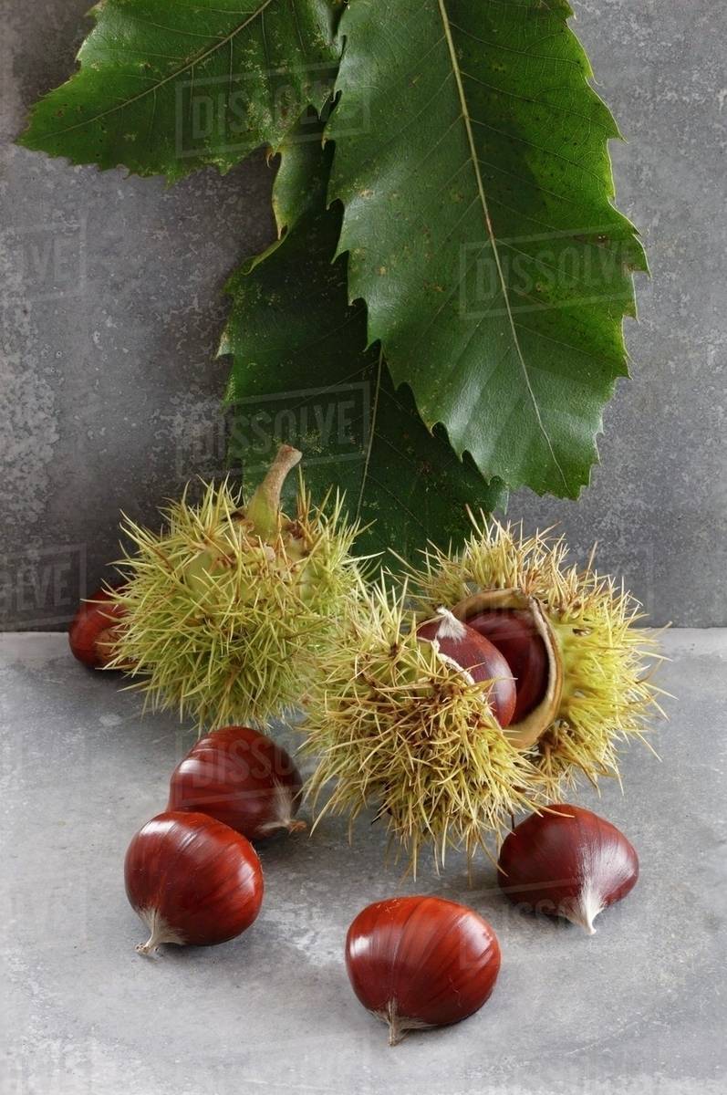 An arrangement of chestnuts - Stock Photo - Dissolve