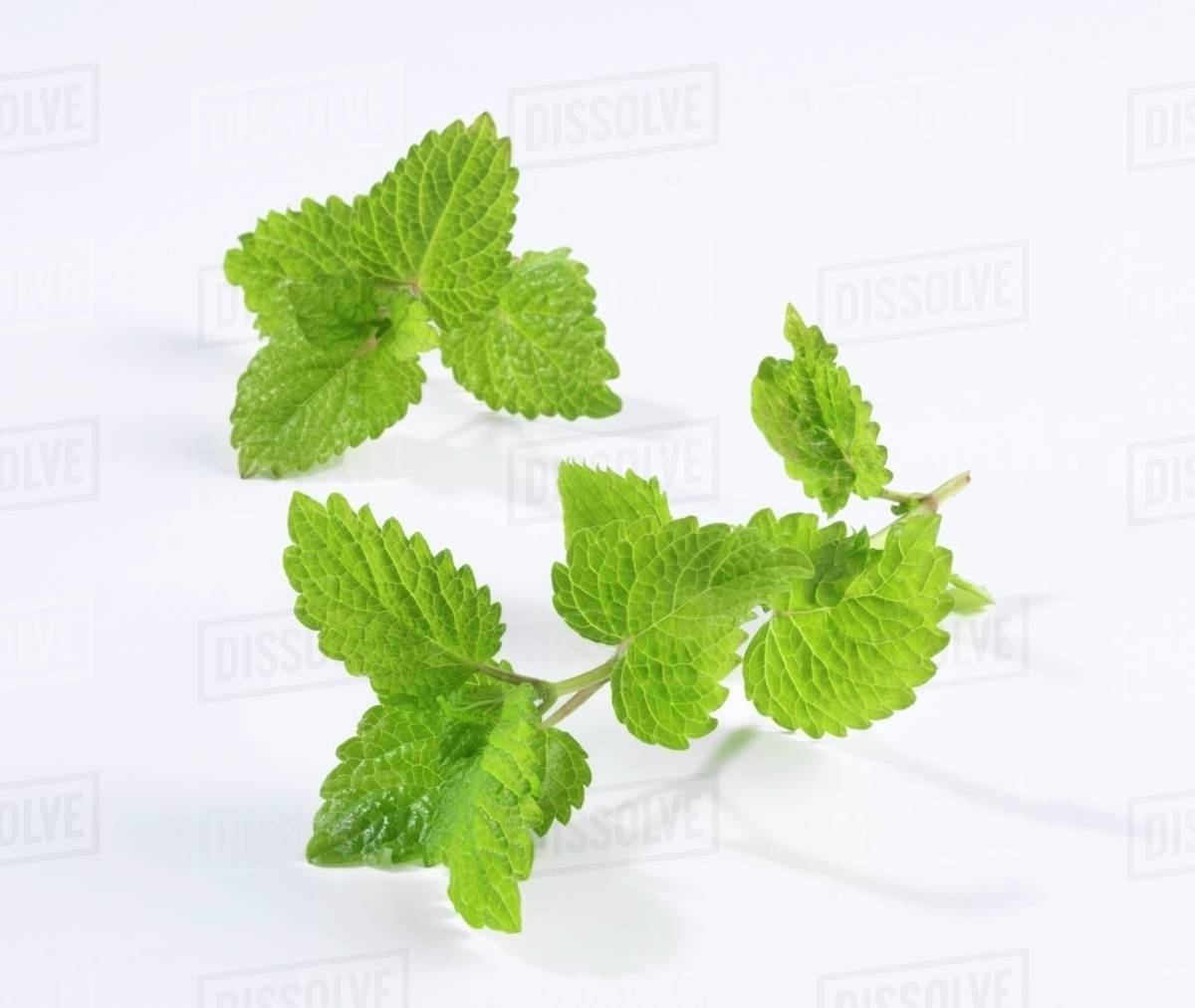Fresh mint - Royalty-free Stock Photo | Dissolve