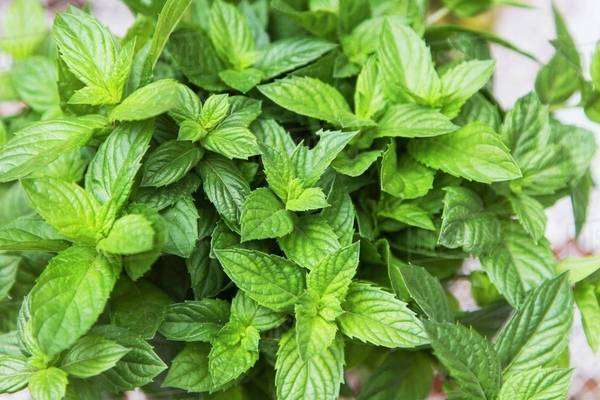 Fresh mint - Stock Photo - Dissolve
