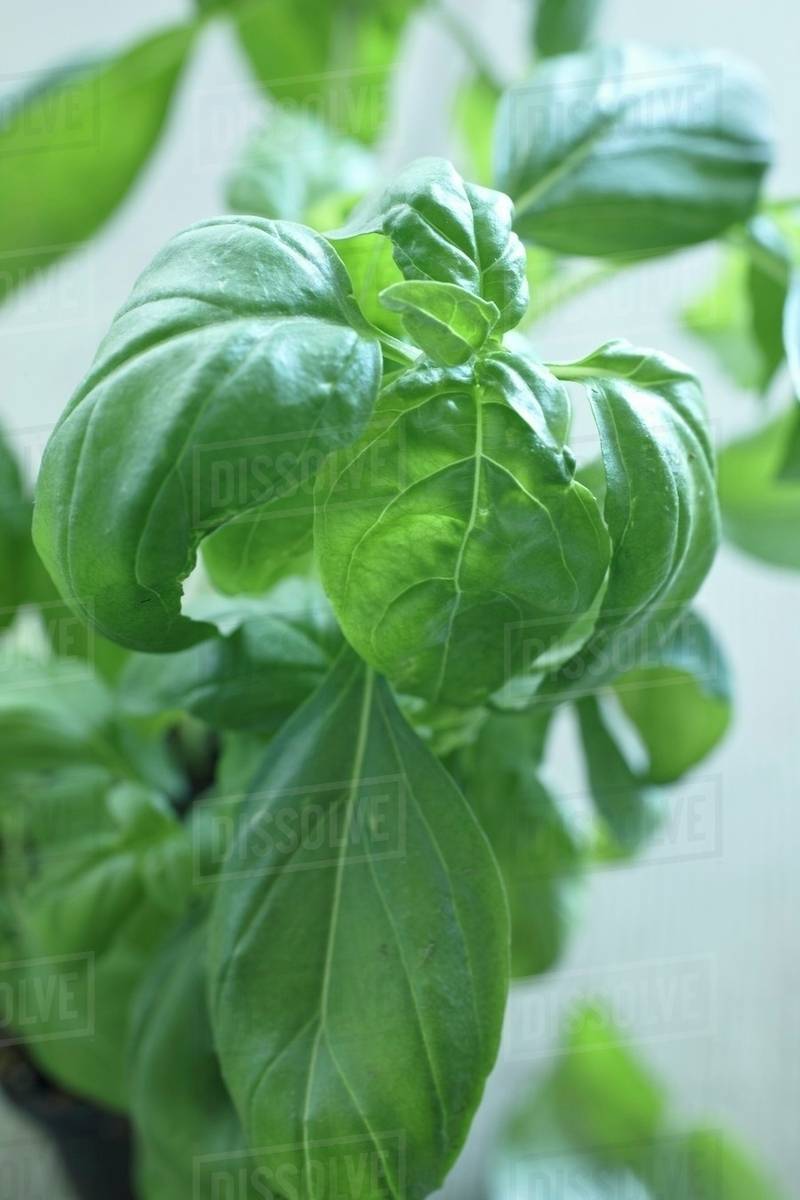 Fresh basil leaves - Stock Photo - Dissolve