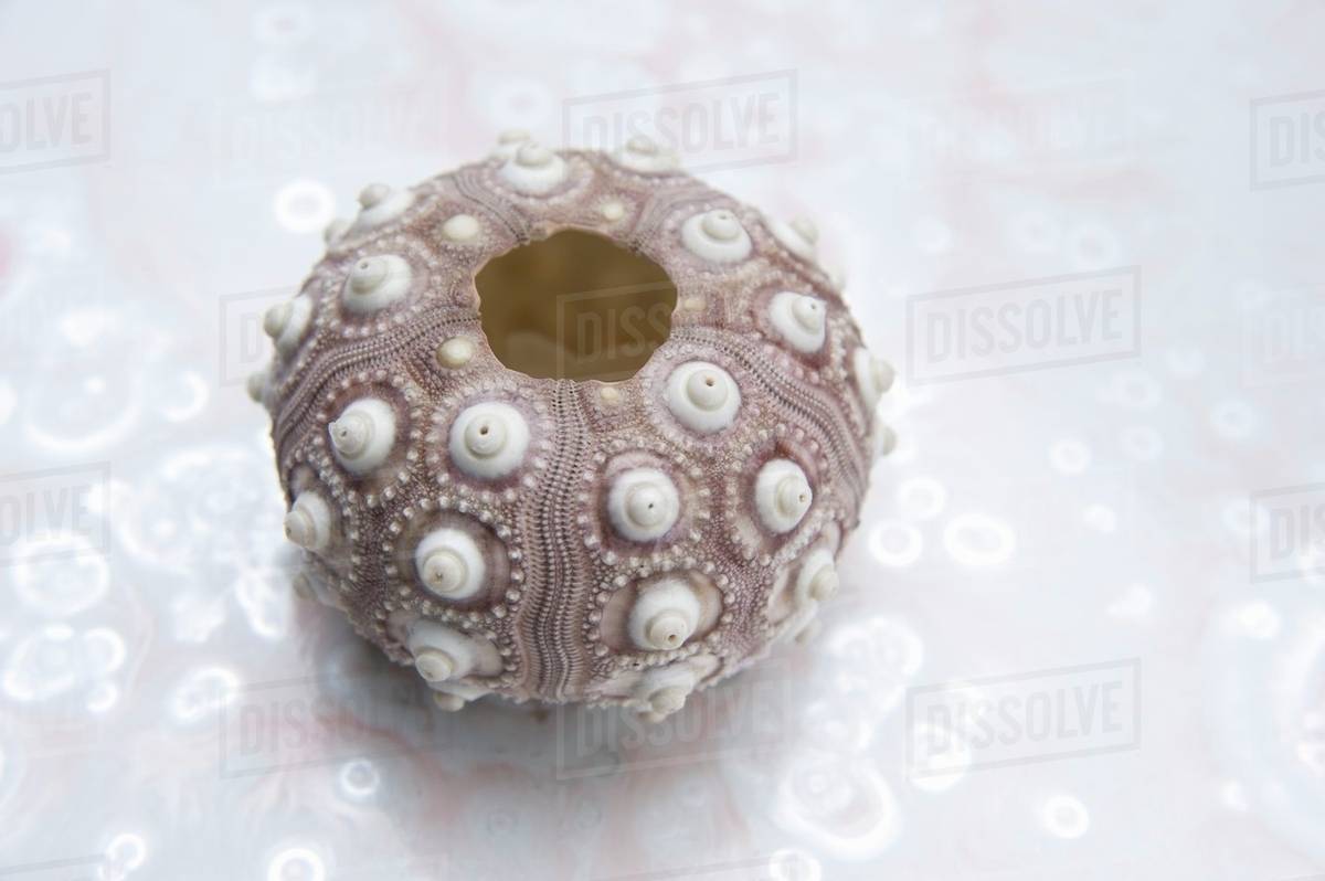 A sea urchin shell - Royalty-free Stock Photo | Dissolve