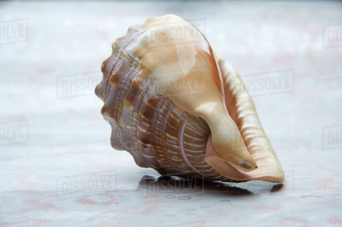 An empty shell - Royalty-free Stock Photo | Dissolve