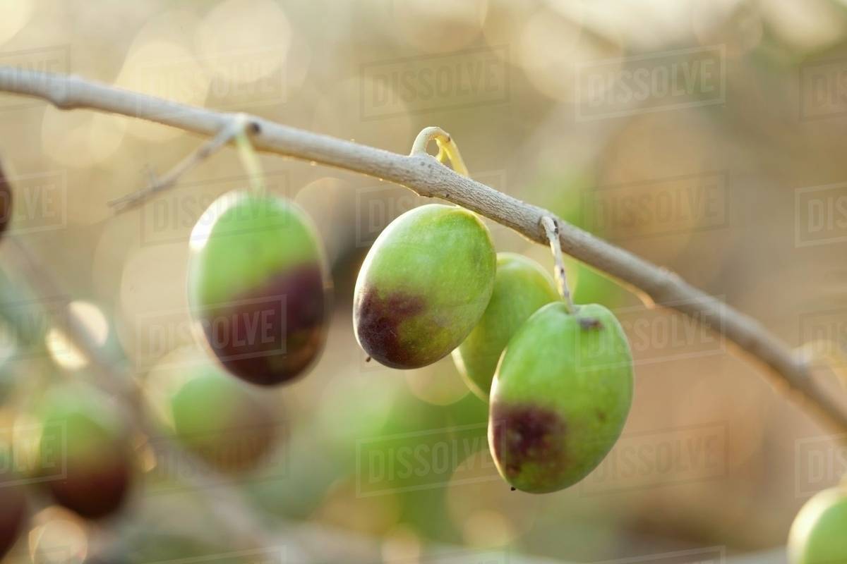 Semi-ripe olives hanging on a sprig - Royalty-free Stock Photo | Dissolve