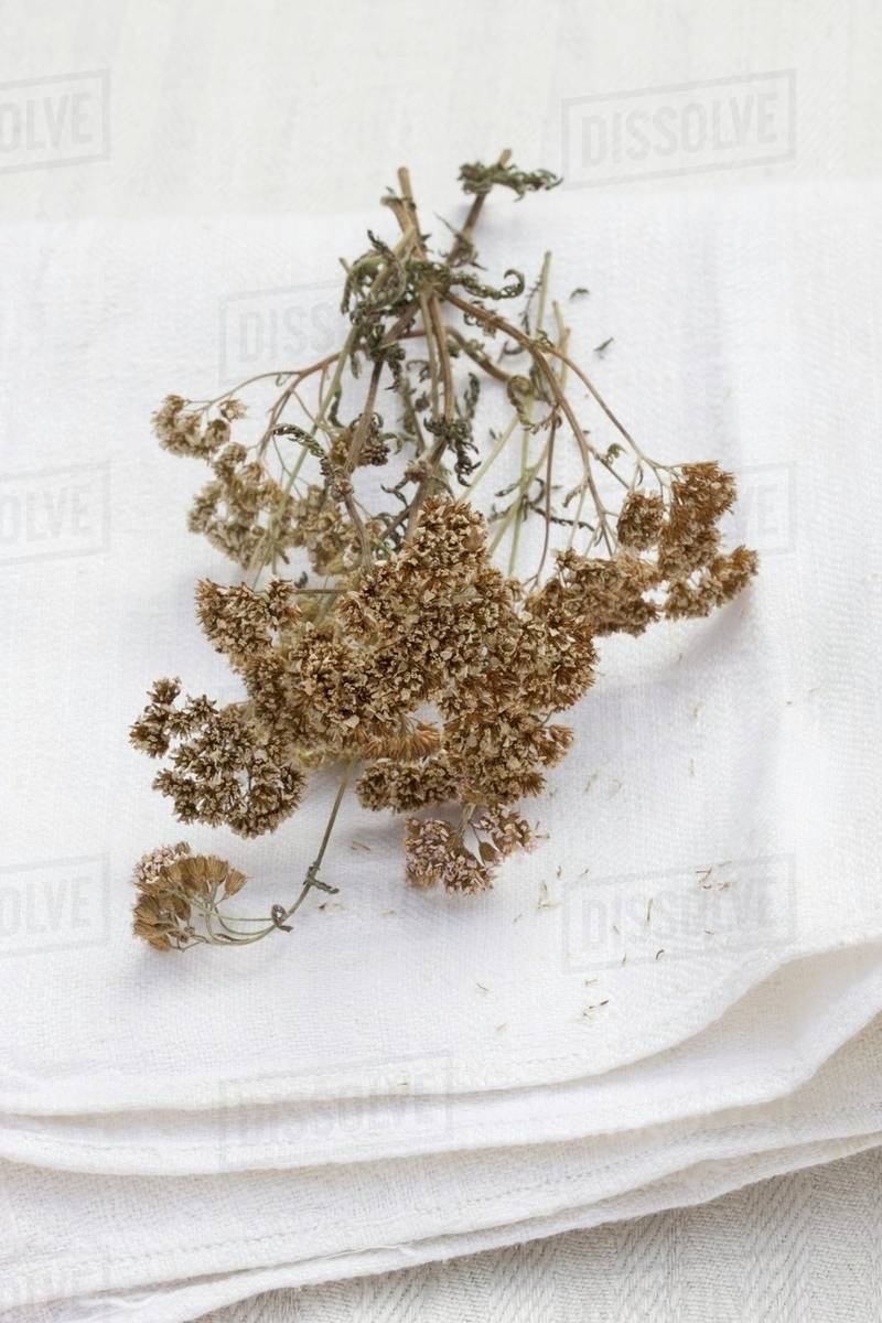 Dried yarrow on a linen cloth outside - Stock Photo - Dissolve