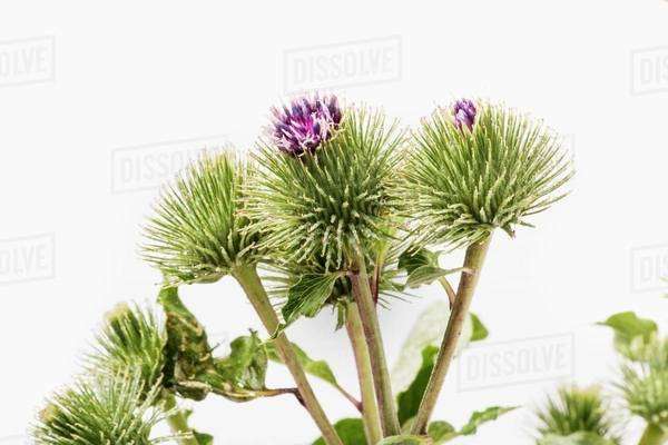 Burrs with flowers - Royalty-free Stock Photo | Dissolve