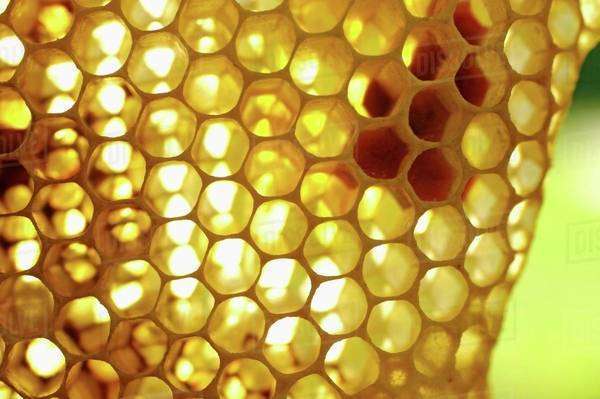 A honeycomb (close-up) - Royalty-free Stock Photo | Dissolve