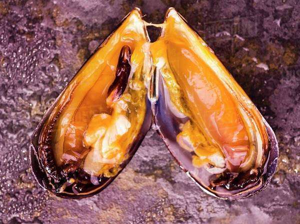 A fresh, opened mussel (seen from above) - Stock Photo - Dissolve