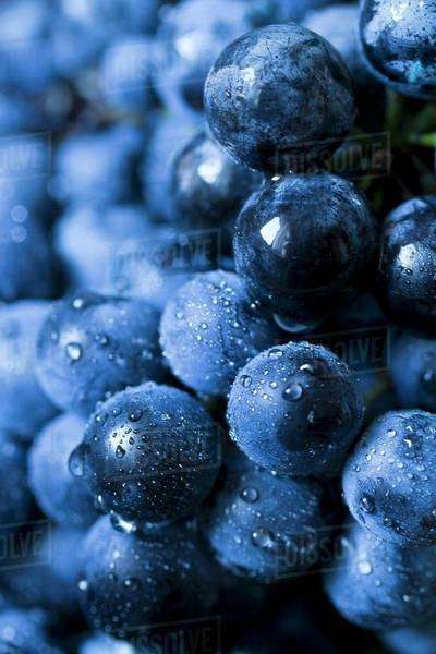 Freshly washed red grapes, close-up - Stock Photo - Dissolve