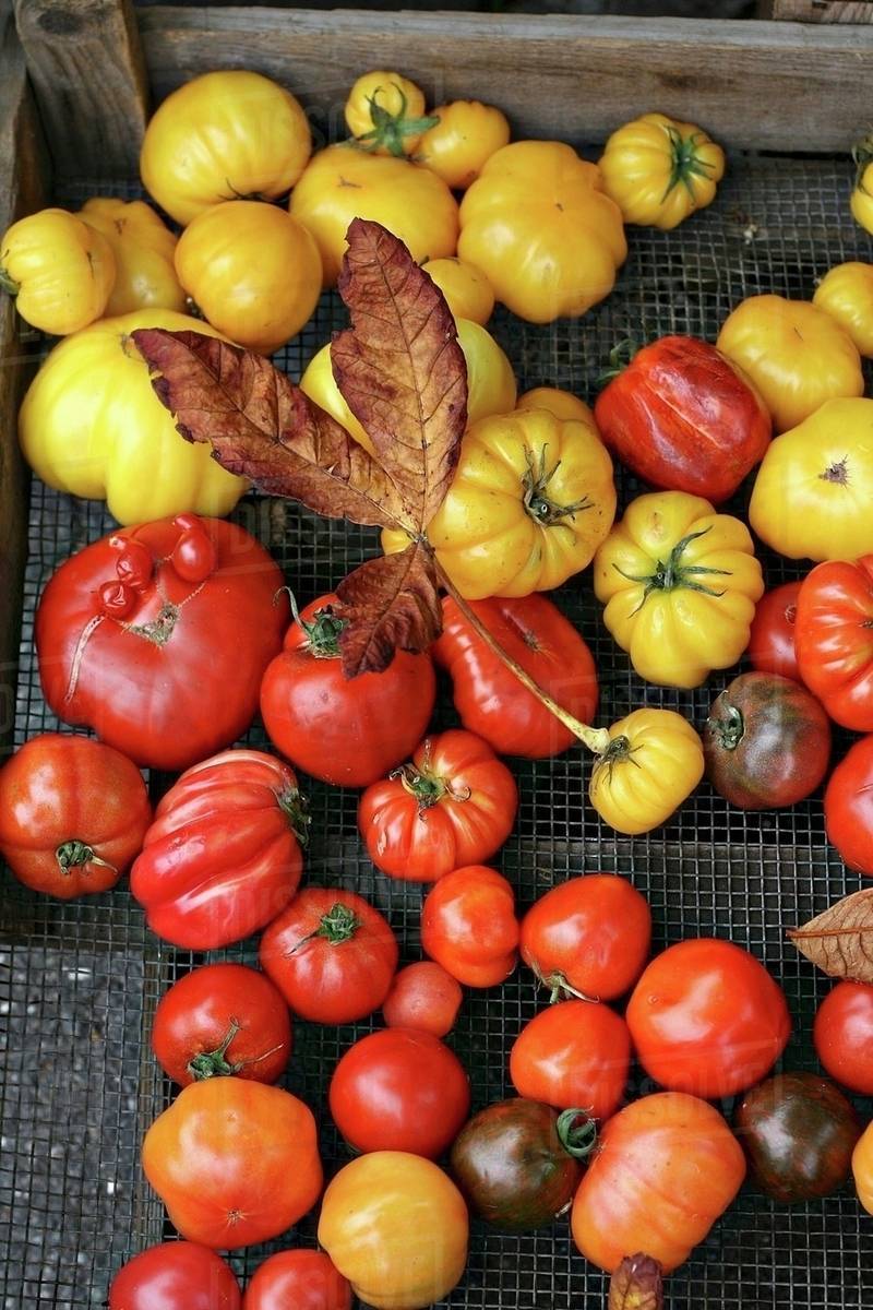 Various different coloured and different shaped tomatoes in a fruit ...