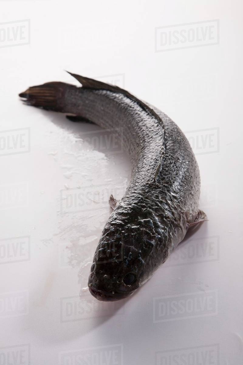 A fresh snakehead fish - Royalty-free Stock Photo | Dissolve