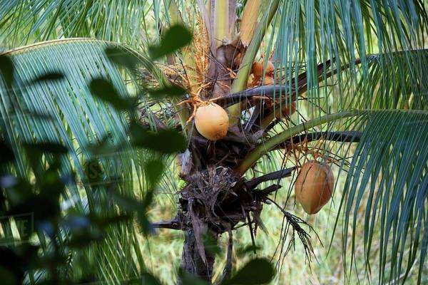 Coconuts on a palm tree (Costa Rica) - Royalty-free Stock Photo | Dissolve