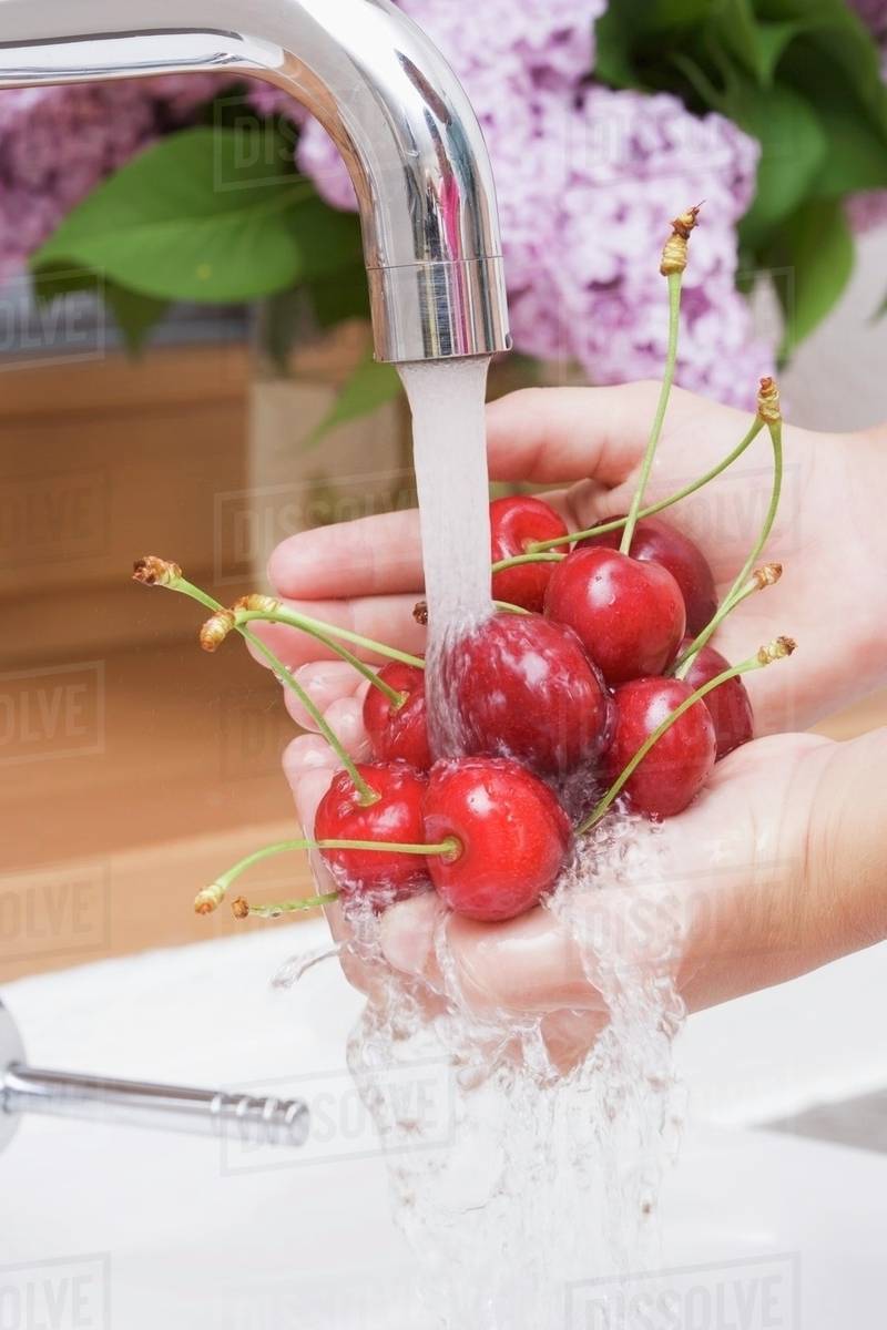 Washing cherries - Stock Photo - Dissolve
