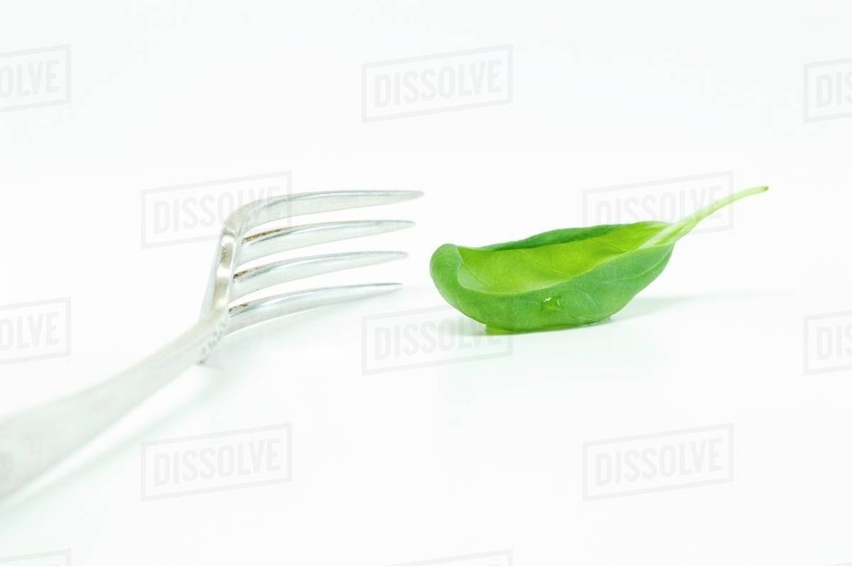 Basil leaf with a water drop on a fork - Royalty-free Stock Photo ...