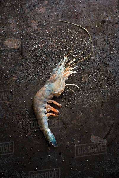 A blue prawn - Royalty-free Stock Photo | Dissolve