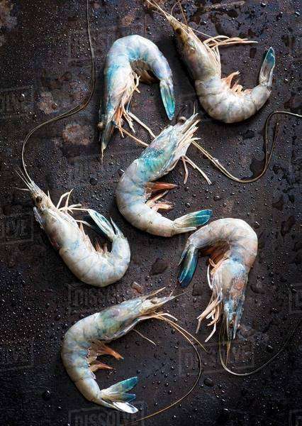 Blue prawns - Stock Photo - Dissolve