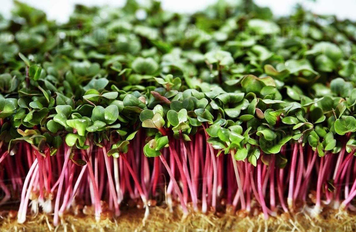 Fresh cress - Royalty-free Stock Photo | Dissolve