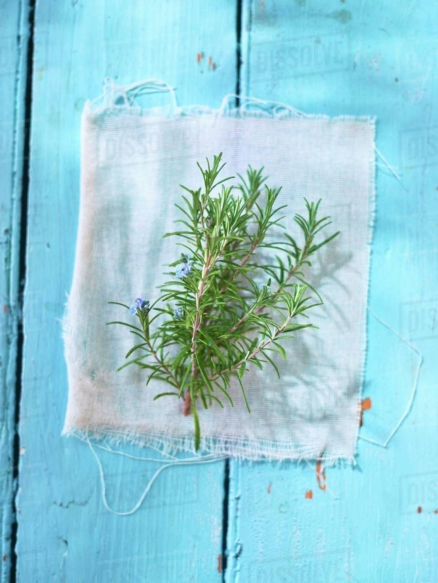 Fresh rosemary sprigs on a light blue wooden surface - Stock Photo ...