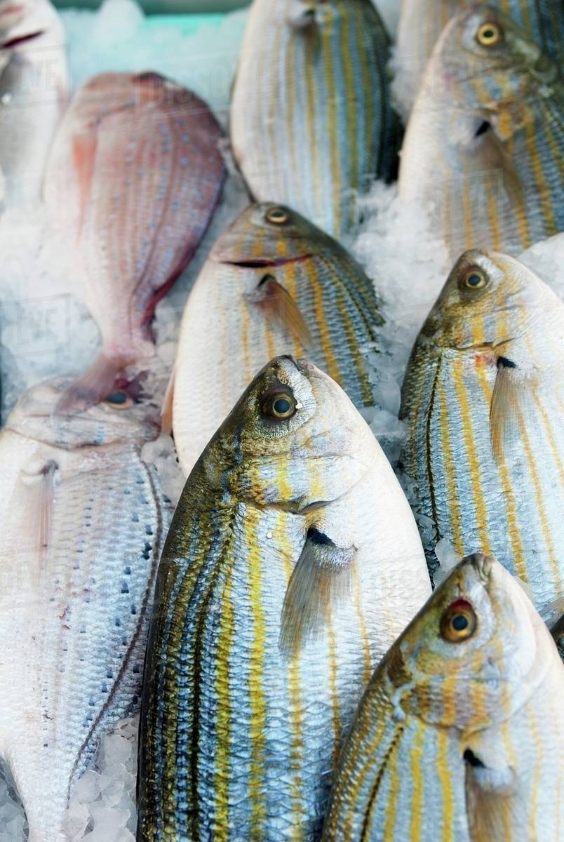 Fresh fish on ice - Royalty-free Stock Photo | Dissolve