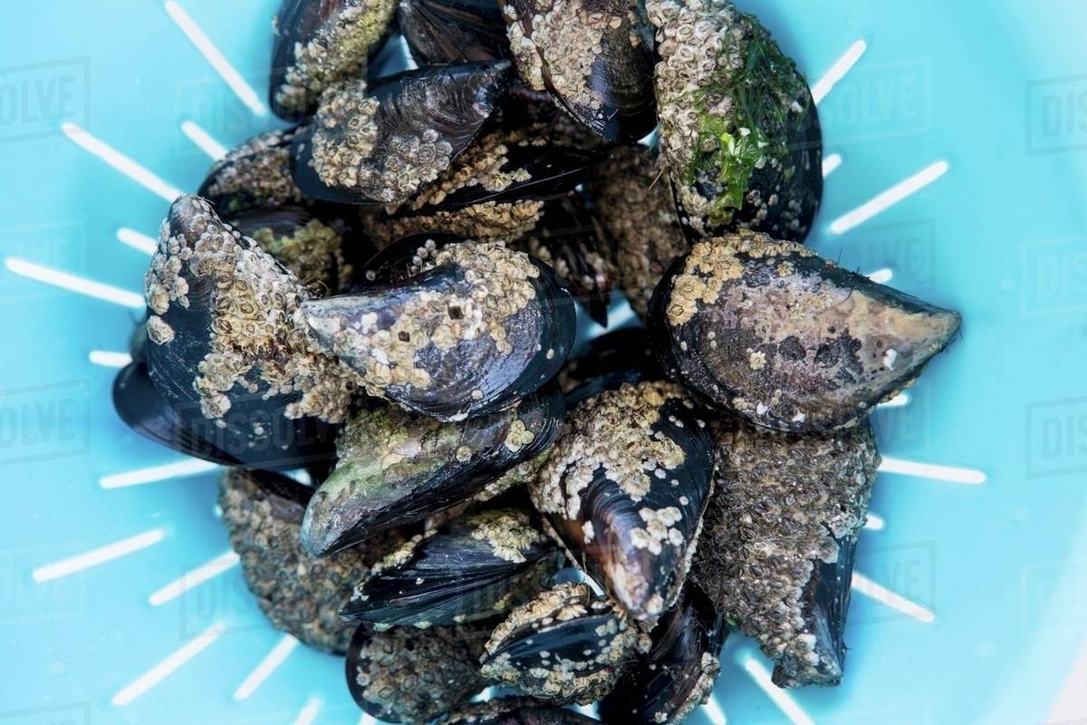 Mussels in a plastic colander (seen from above) - Stock Photo - Dissolve