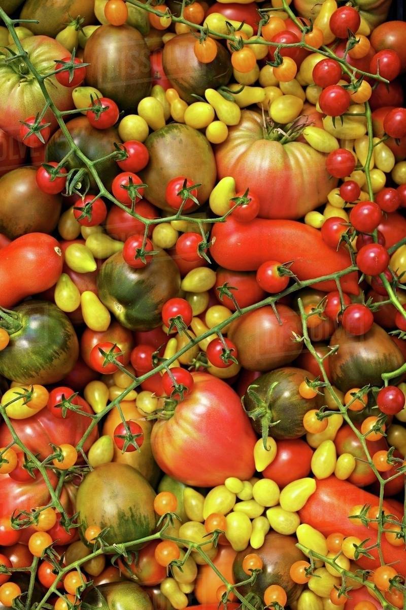 Lots of organic tomatoes (rare varieties), filling the image - Stock ...