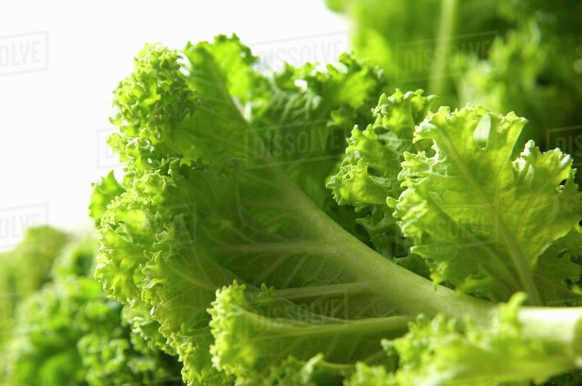 Kale (close-up) - Royalty-free Stock Photo | Dissolve