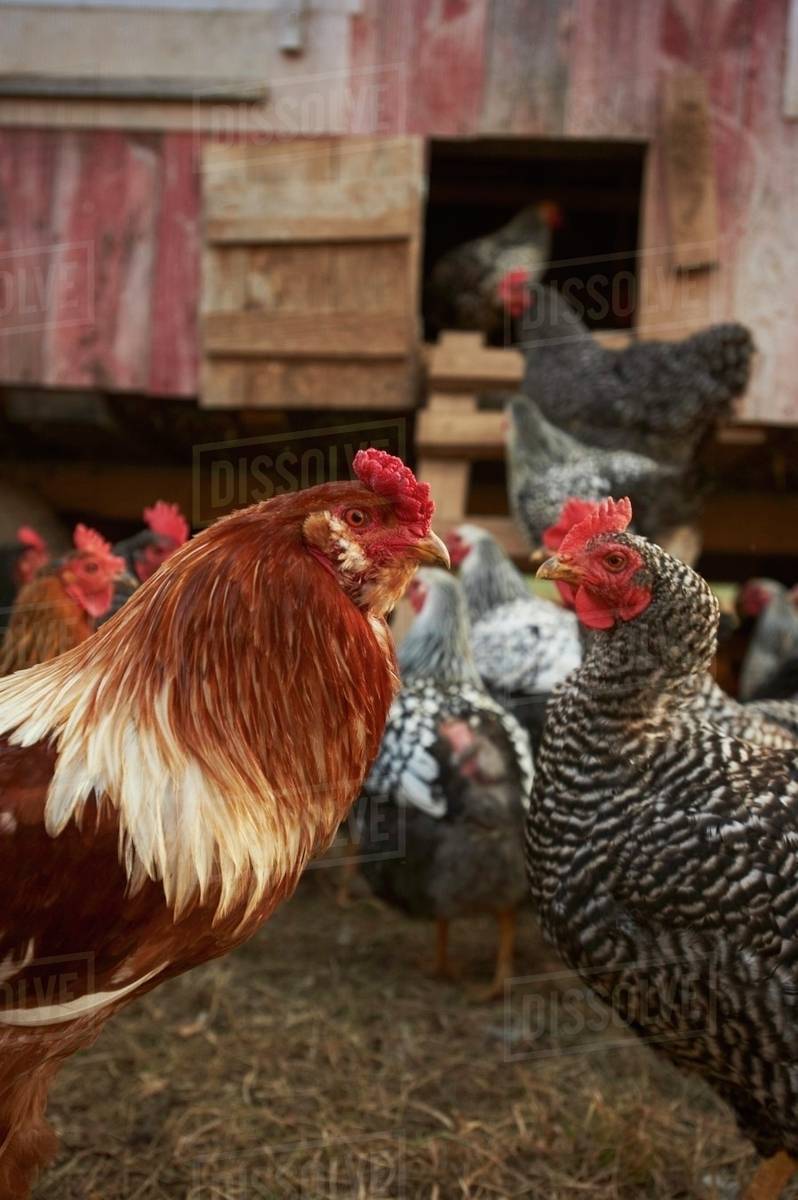 Rooster and Chickens; Hen House - Stock Photo - Dissolve