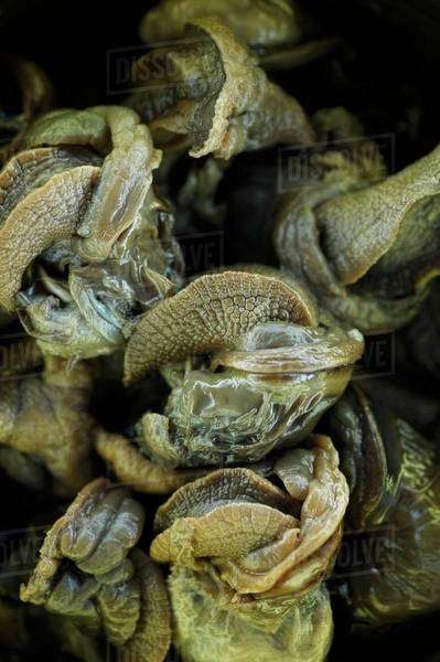 Escargot; Snails without Shells - Royalty-free Stock Photo | Dissolve