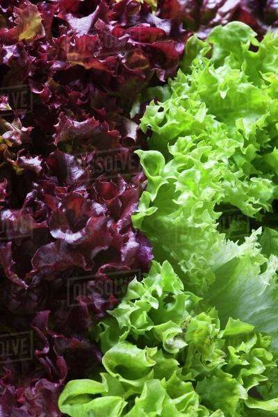 Lollo rosso and lollo biondo - Stock Photo - Dissolve