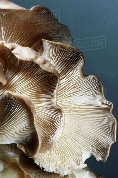 Brown Oyster Mushroom; Close Up - Royalty-free Stock Photo | Dissolve