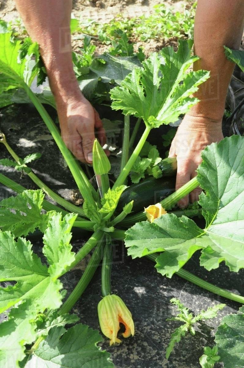 A man harvesting courgettes in the field - Royalty-free Stock Photo ...