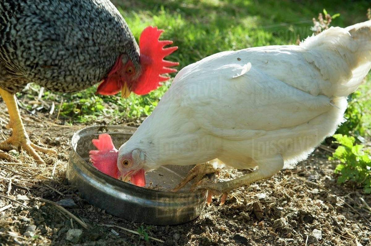 A hen pecking food out of a dish - Royalty-free Stock Photo | Dissolve