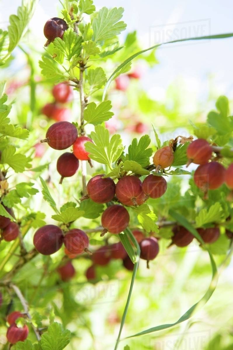 Red gooseberries on the bush - Stock Photo - Dissolve
