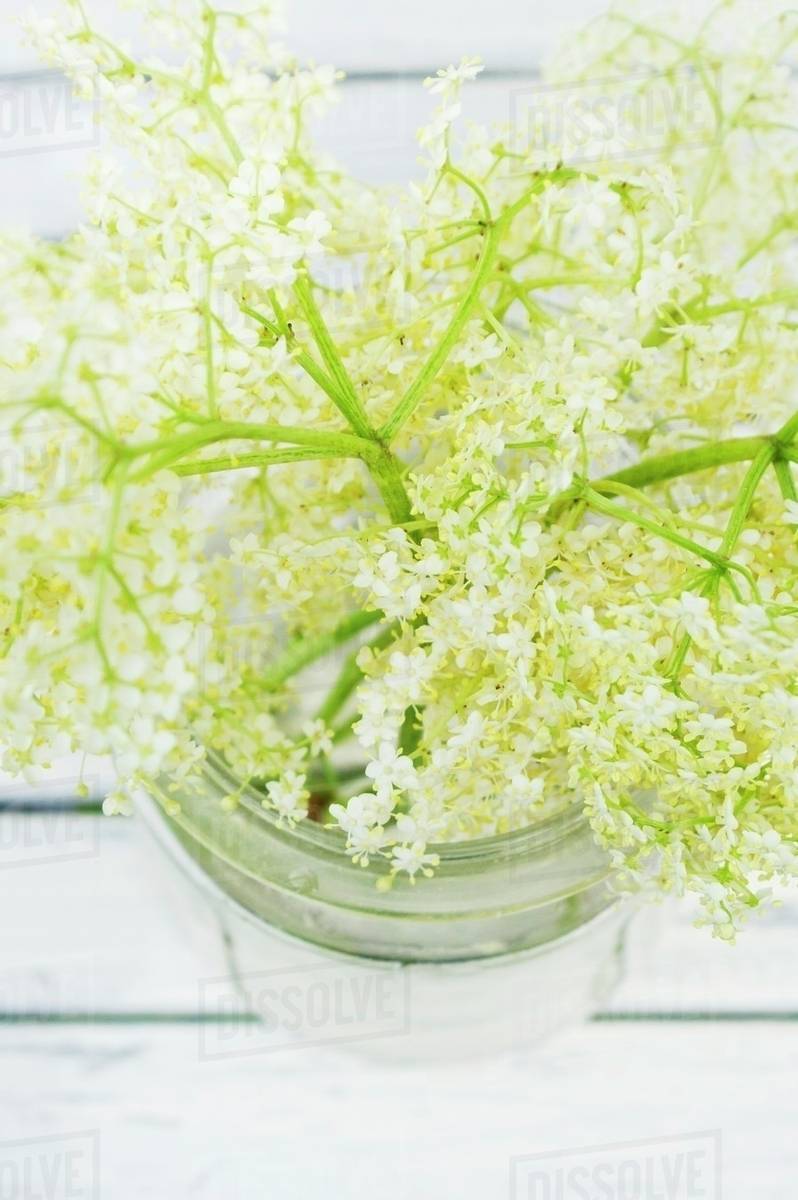 A spray of elderflower in a glass - Stock Photo - Dissolve