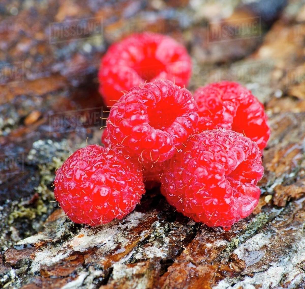 Raspberries on tree bark - Stock Photo - Dissolve