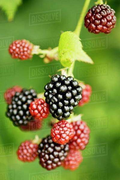 Ripe and unripe blackberries on the bush - Royalty-free Stock Photo ...