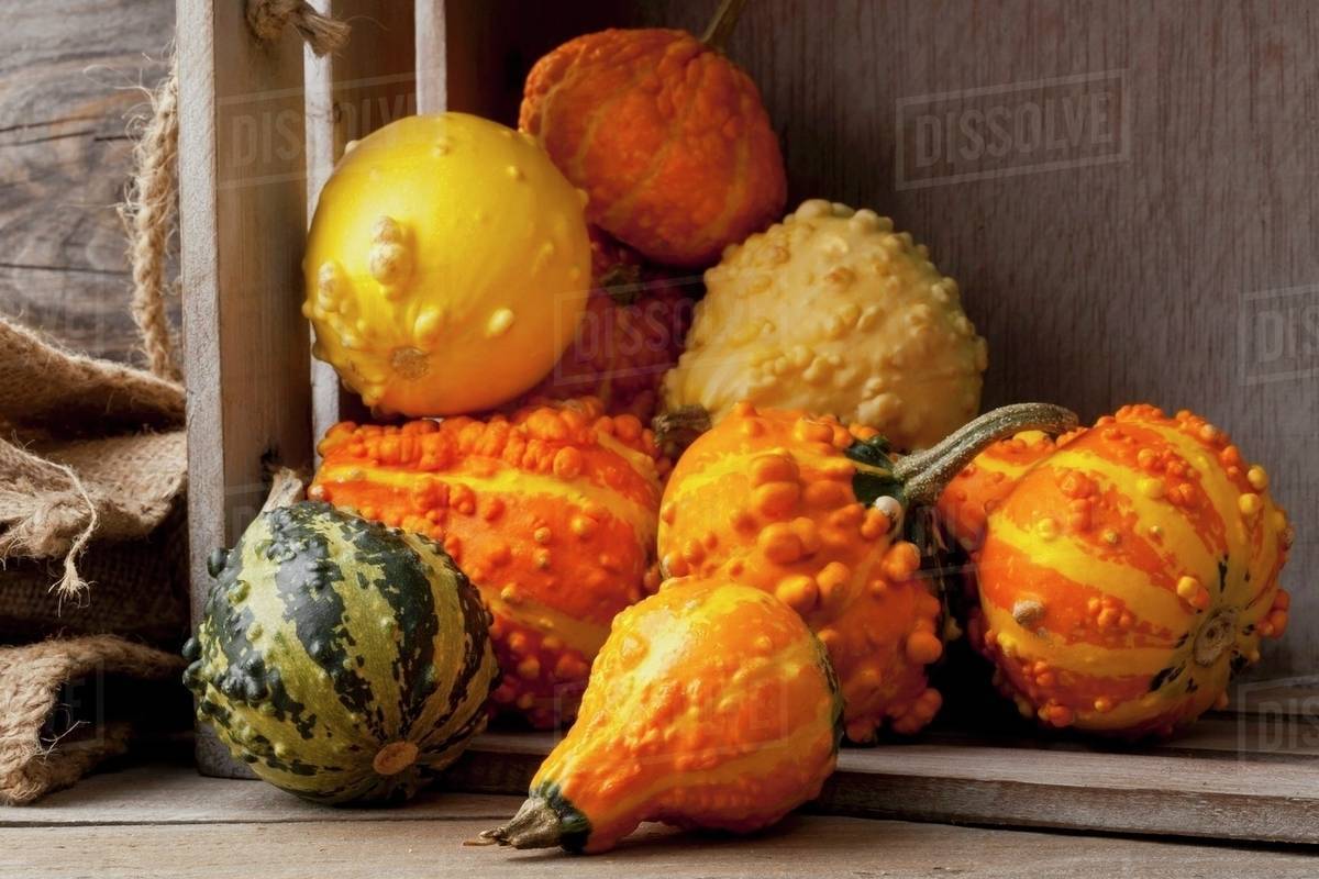 Assorted varieties of ornamental squash - Royalty-free Stock Photo ...