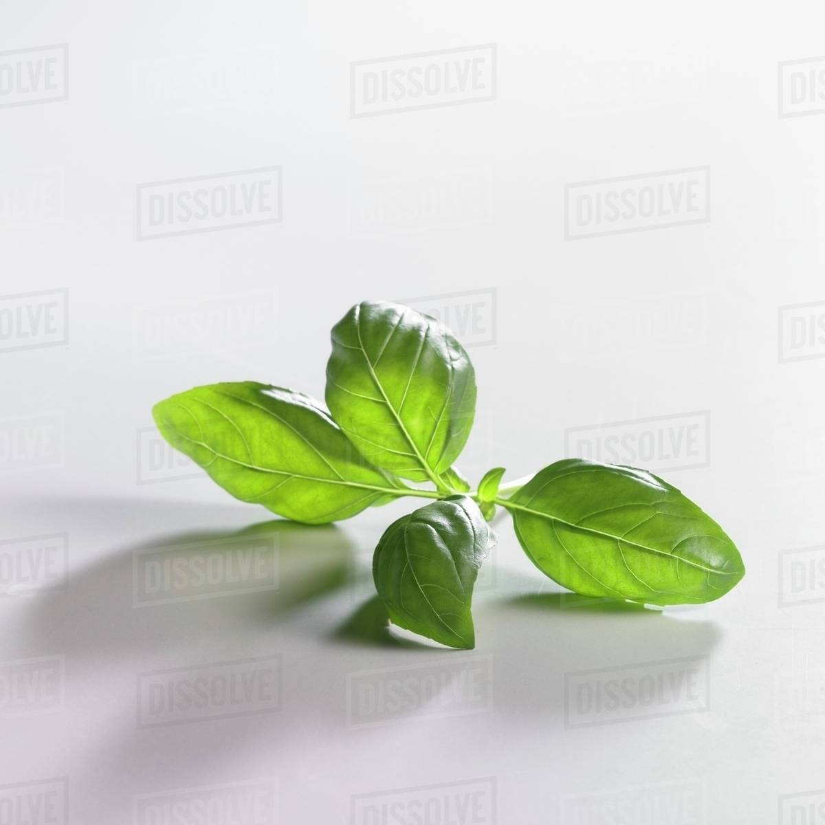 Sprig of basil - Royalty-free Stock Photo | Dissolve