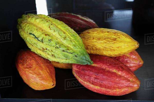 Several cocoa pods (close up) - Royalty-free Stock Photo | Dissolve